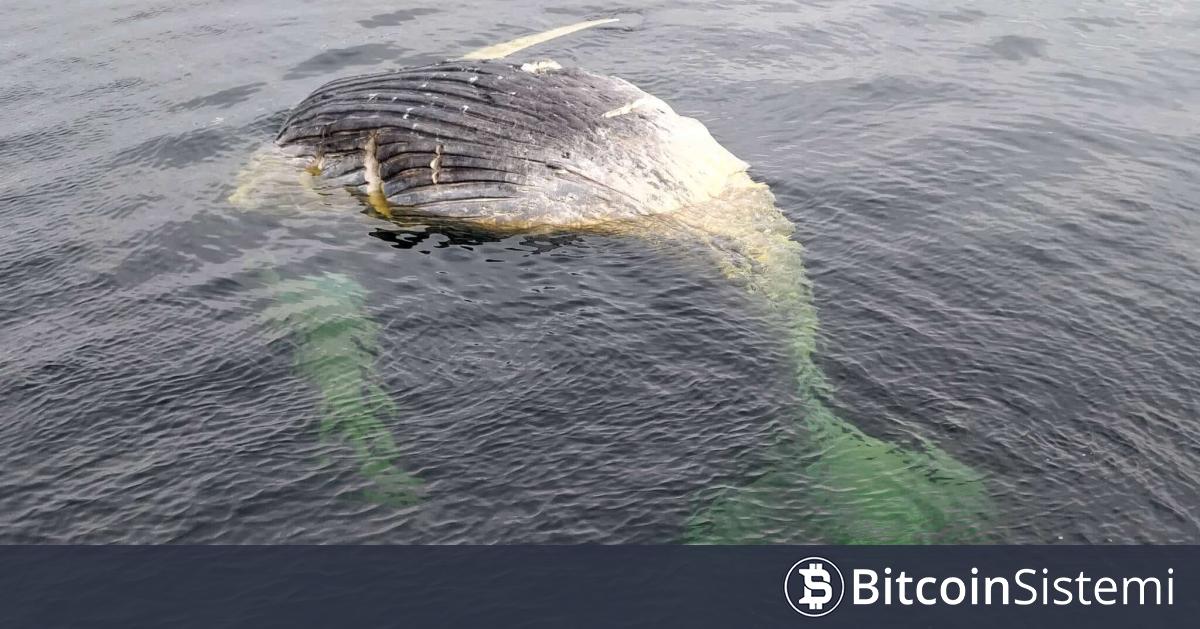 Altcoin Geliştiricileri JUNO Balinasının El Konan 36 Milyon Dolarını ...